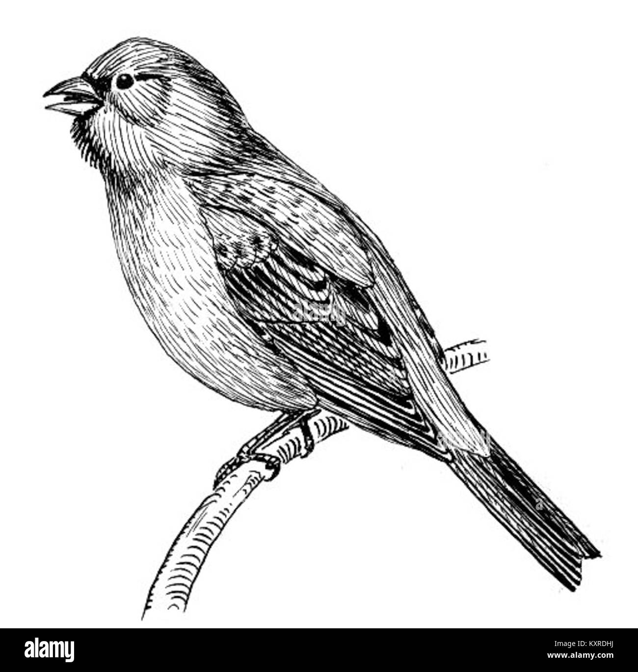 Dyed fabric Black and White Stock Photos & Images - Alamy