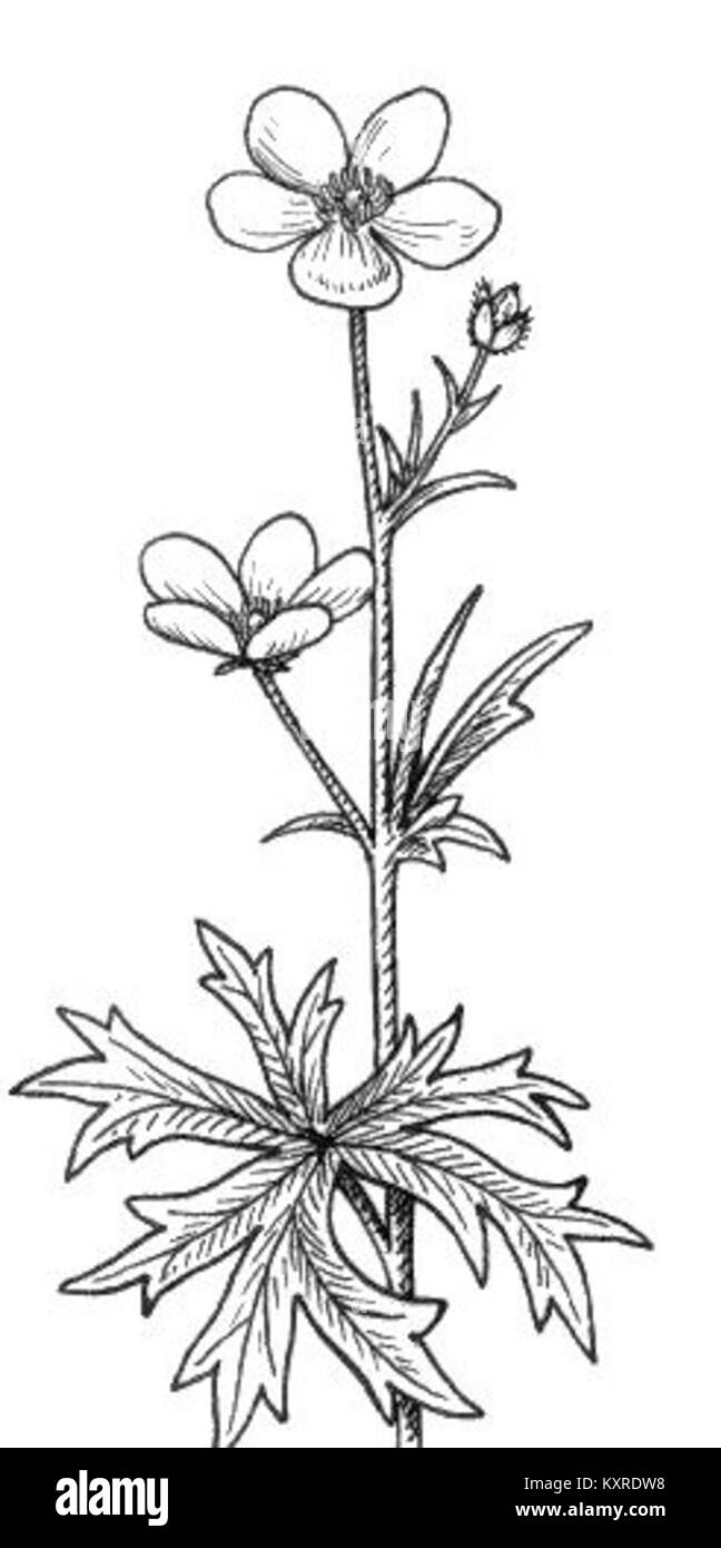 European ornamental species Black and White Stock Photos & Images - Alamy