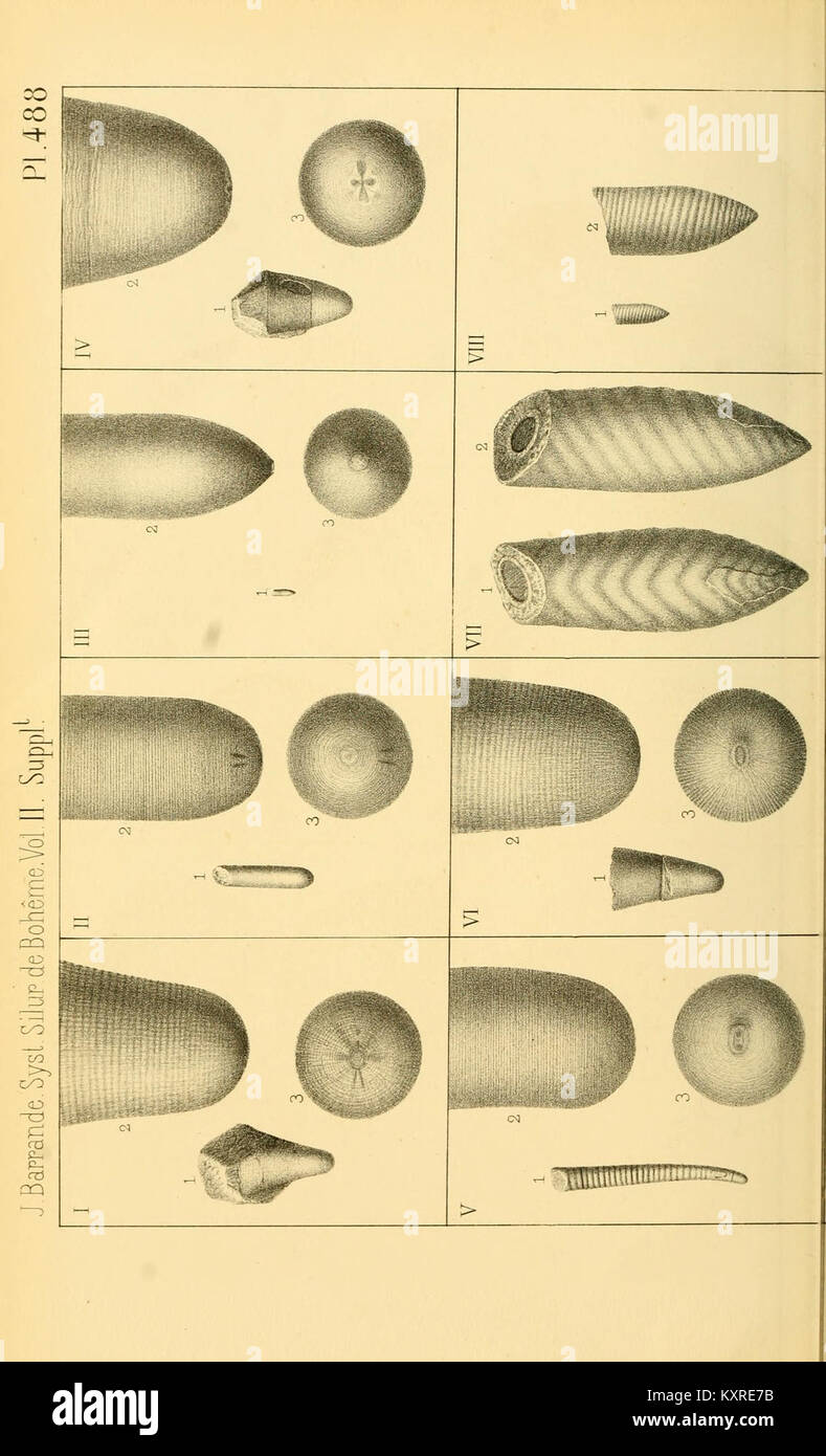 Cephalopodes hi-res stock photography and images - Alamy