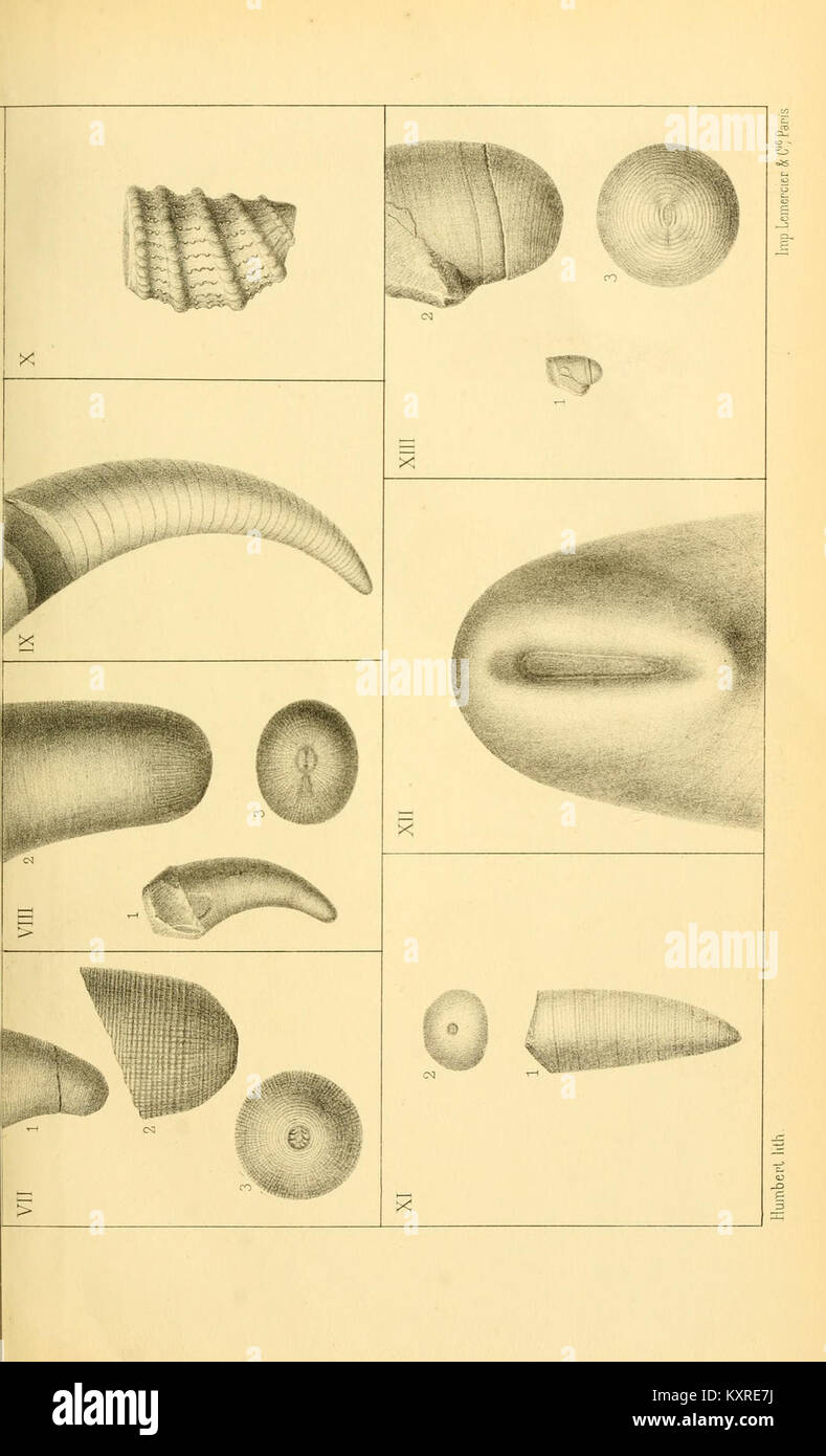 Cephalopodes hi-res stock photography and images - Alamy
