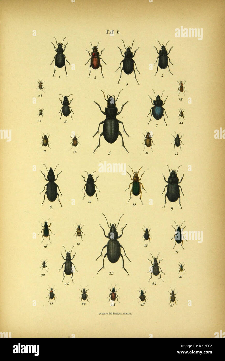 Multiple species of beetles hi-res stock photography and images - Alamy