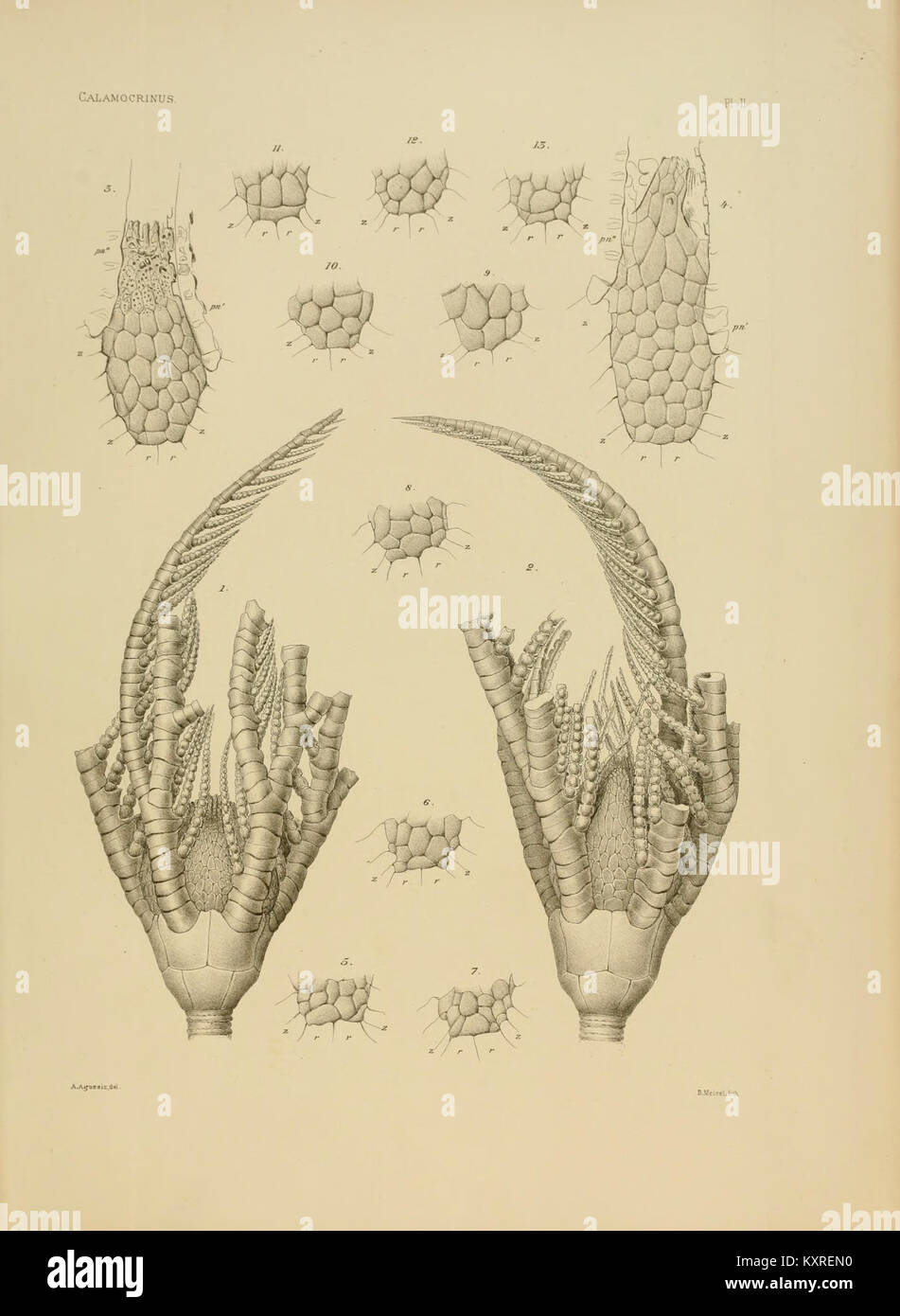 Scientific plate illustrating Calamocrinus diomedæ, a marine crinoid ...