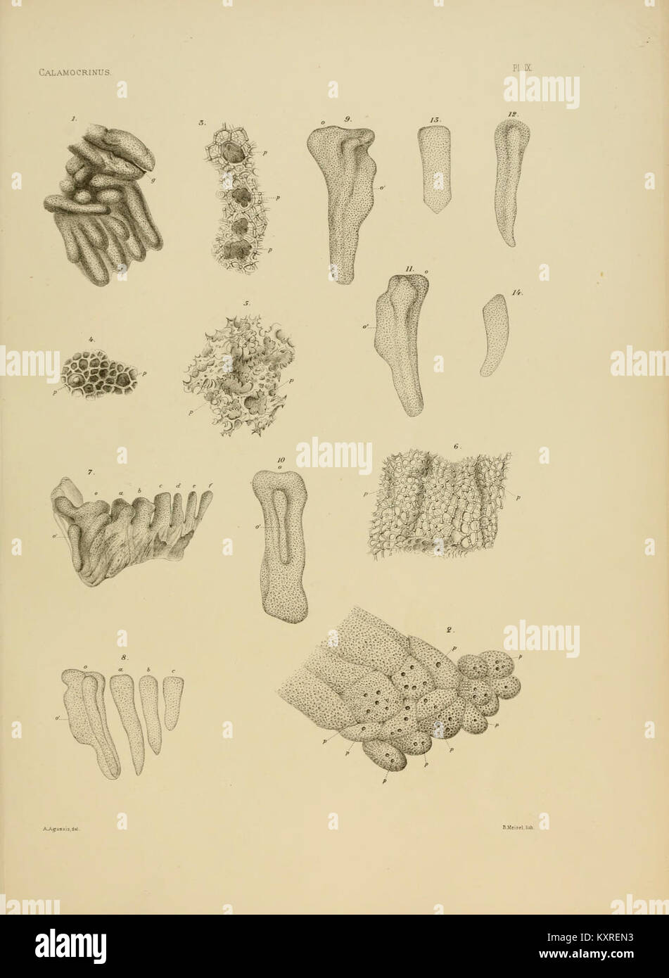 A botanical illustration of *Calamocrinus diomed*, an extinct crinoid ...