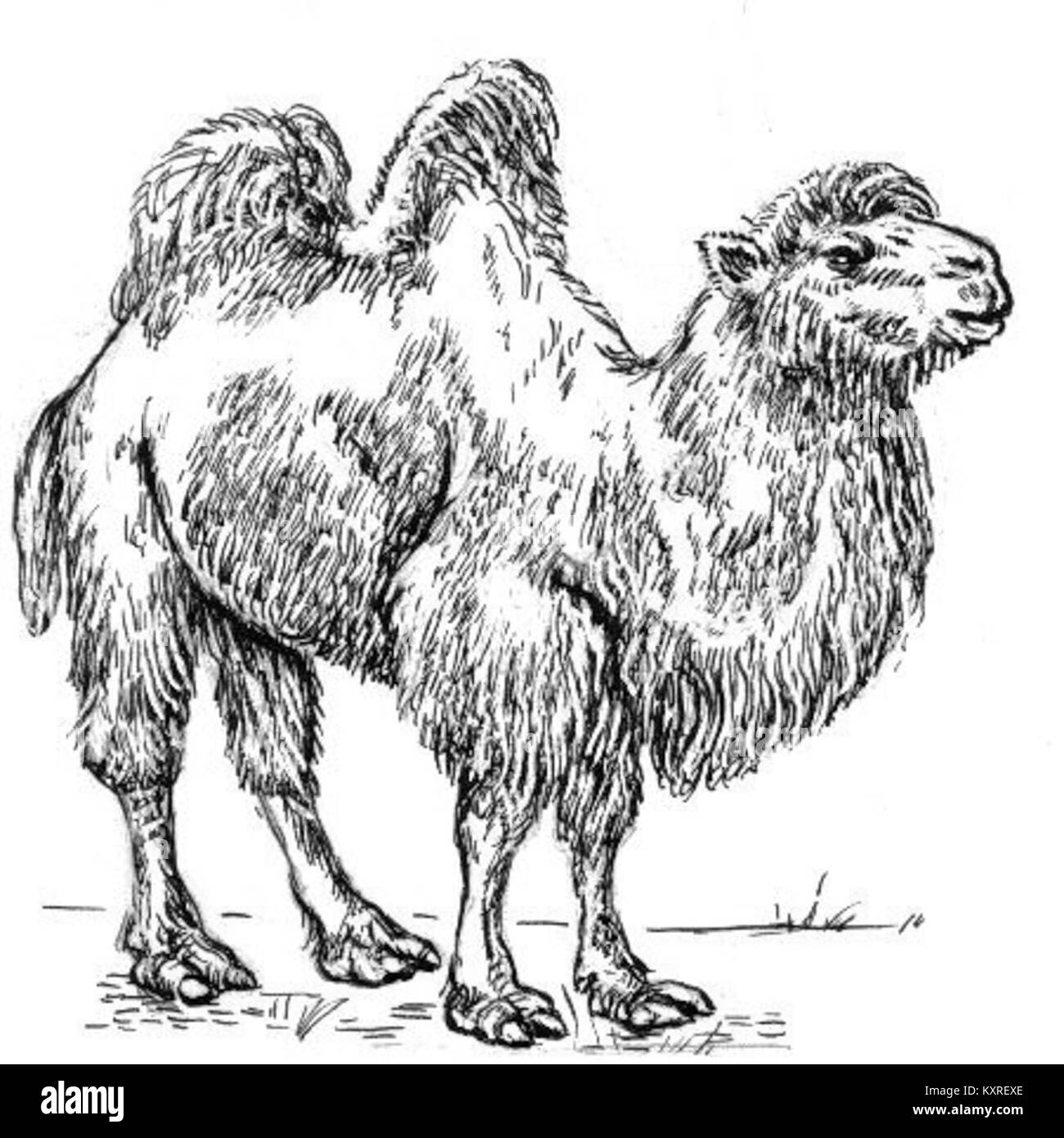 Photograph adaptation Black and White Stock Photos & Images - Alamy