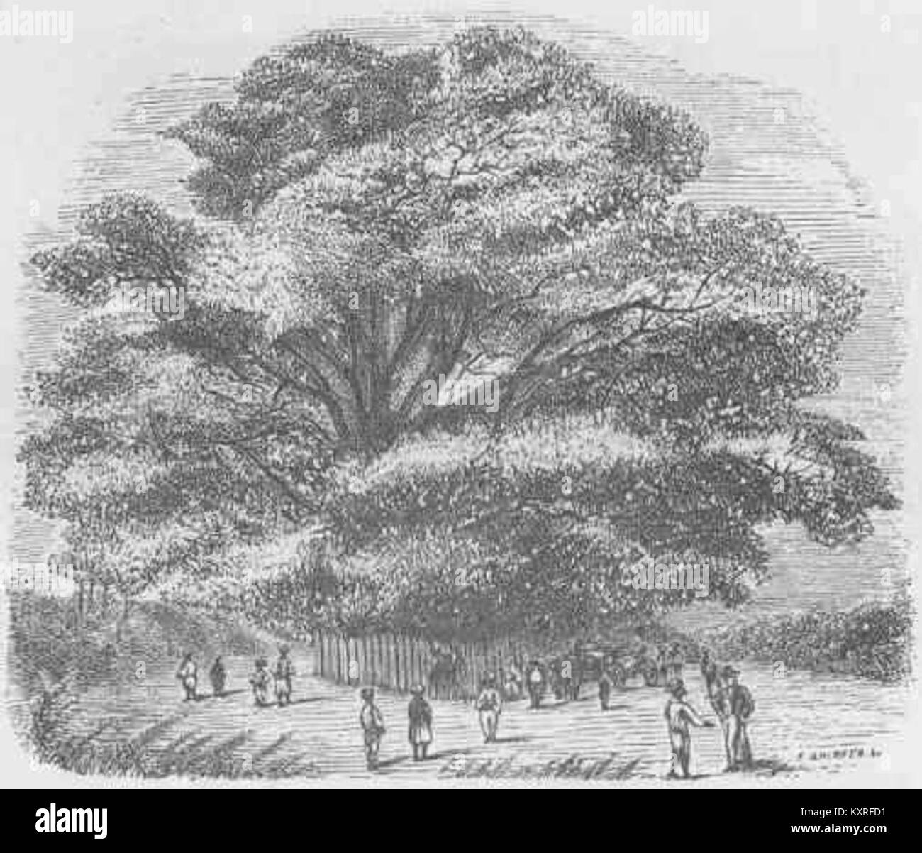 Captain cooks tree hi-res stock photography and images - Alamy