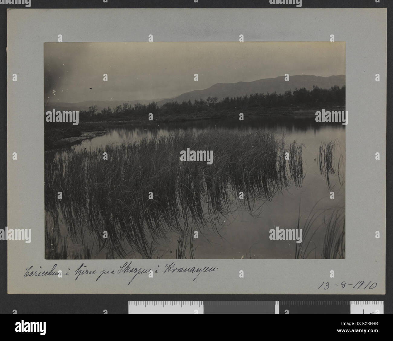 A 1910 photograph of the Caricetum and tjern at Skorpen in Kvänangen ...