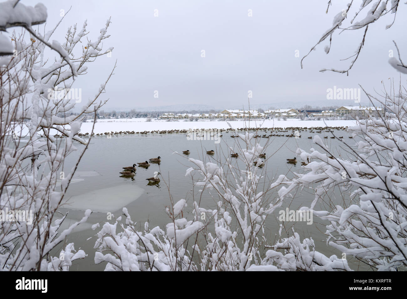 Winter Geese Lake - Geese resting in a city lake after a snowstorm ...