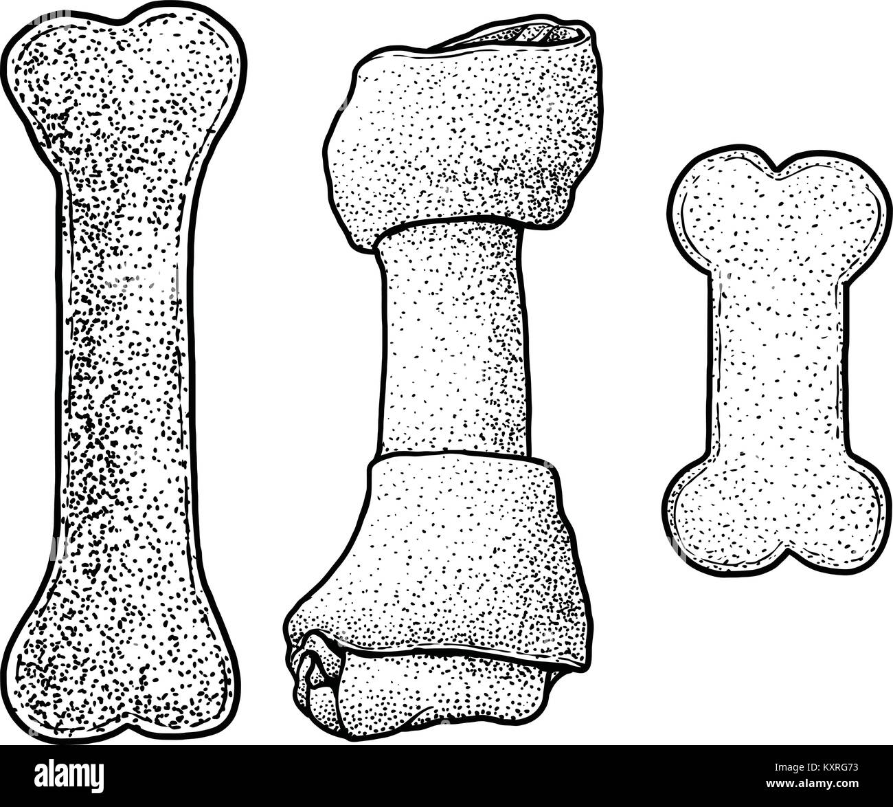 Engraving realistic bone Cut Out Stock Images & Pictures - Alamy