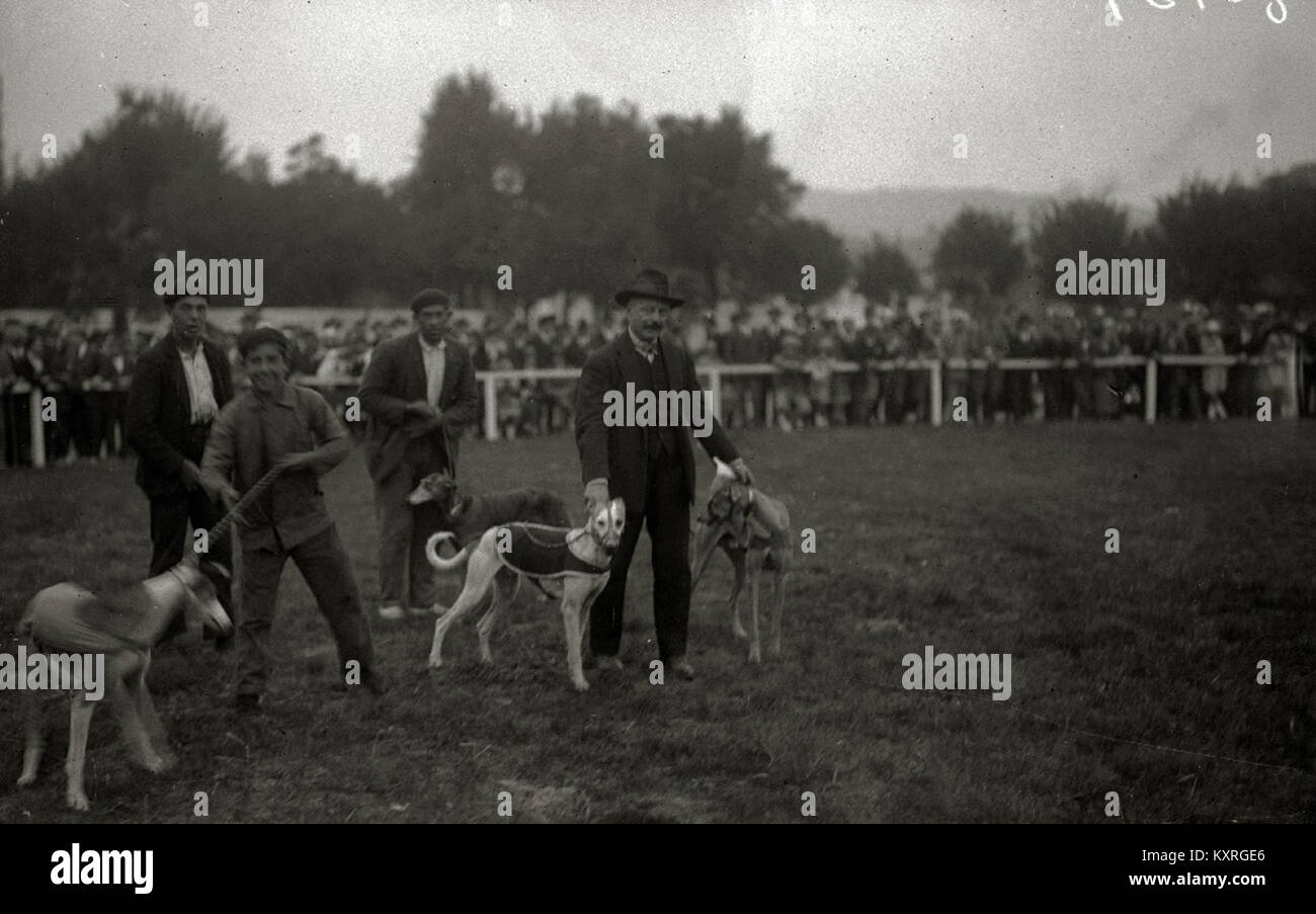 A photograph of a greyhound race at the Amara dog racing stadium in ...