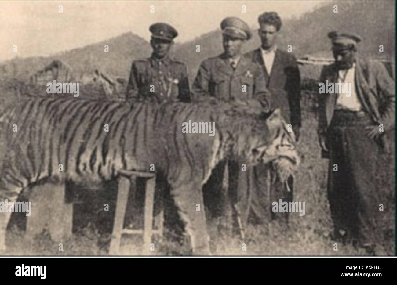 Iran species hi-res stock photography and images - Alamy