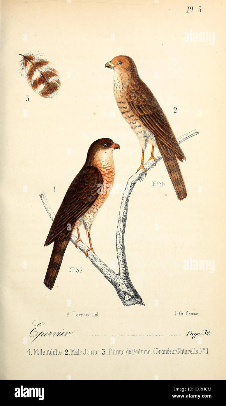 This catalog provides a comprehensive listing of bird species observed ...