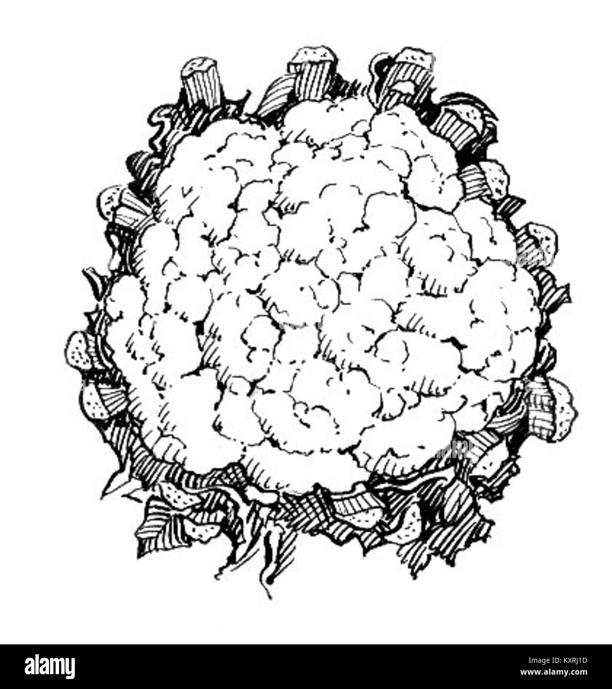 Crop density Cut Out Stock Images & Pictures - Alamy