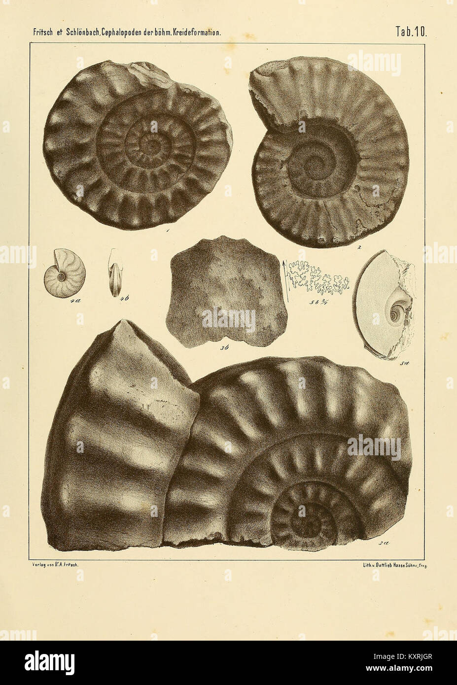 This scientific illustration depicts cephalopods from the Bohemian ...