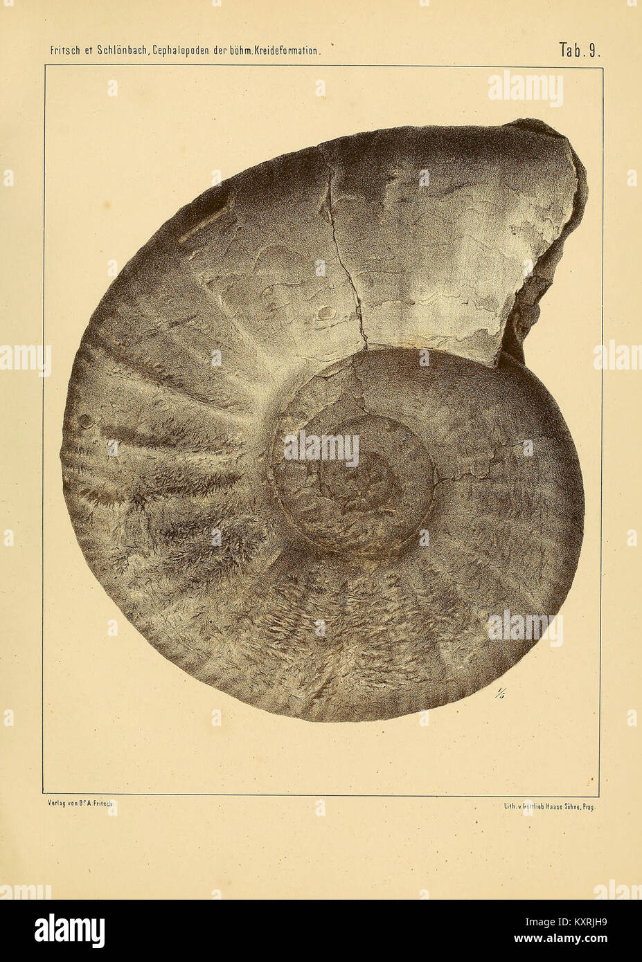 This illustration shows cephalopods from the Bohemian Chalk Formation ...