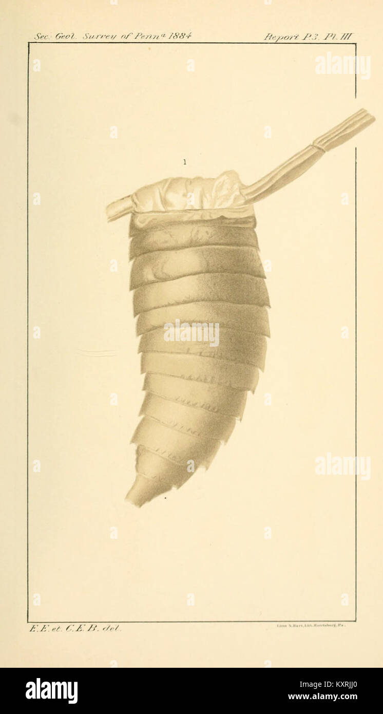 Devonian extinction hi-res stock photography and images - Alamy