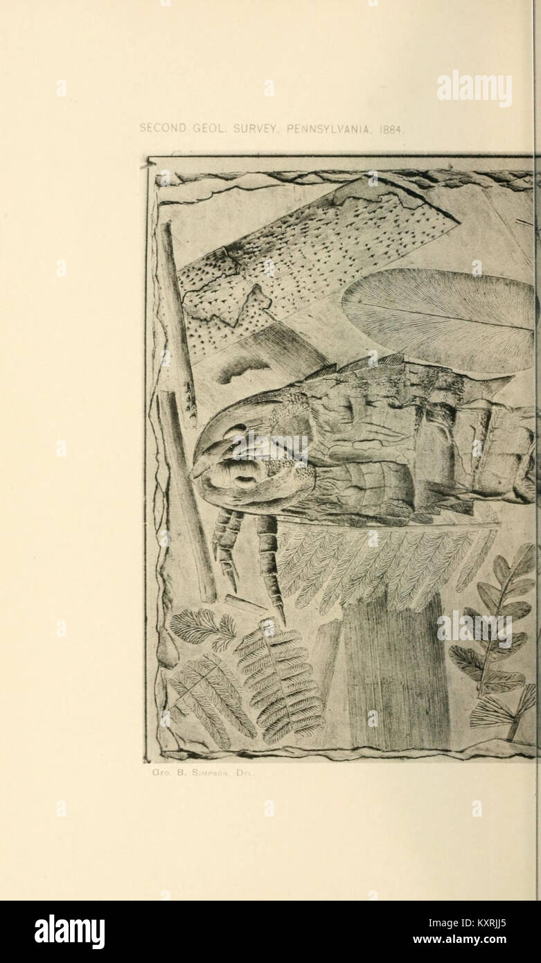 Early upper devonian hi-res stock photography and images - Alamy