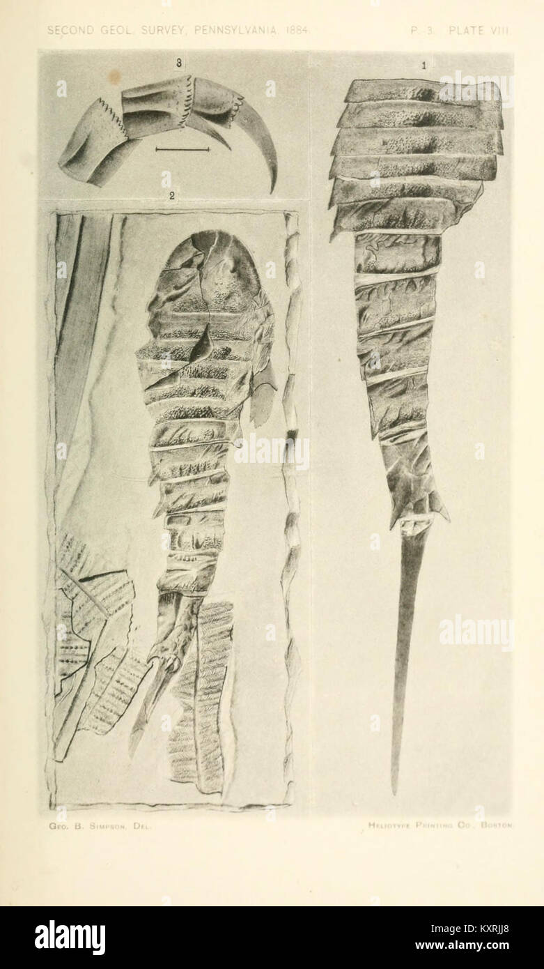 Devonian fossils illustration hi-res stock photography and images - Alamy