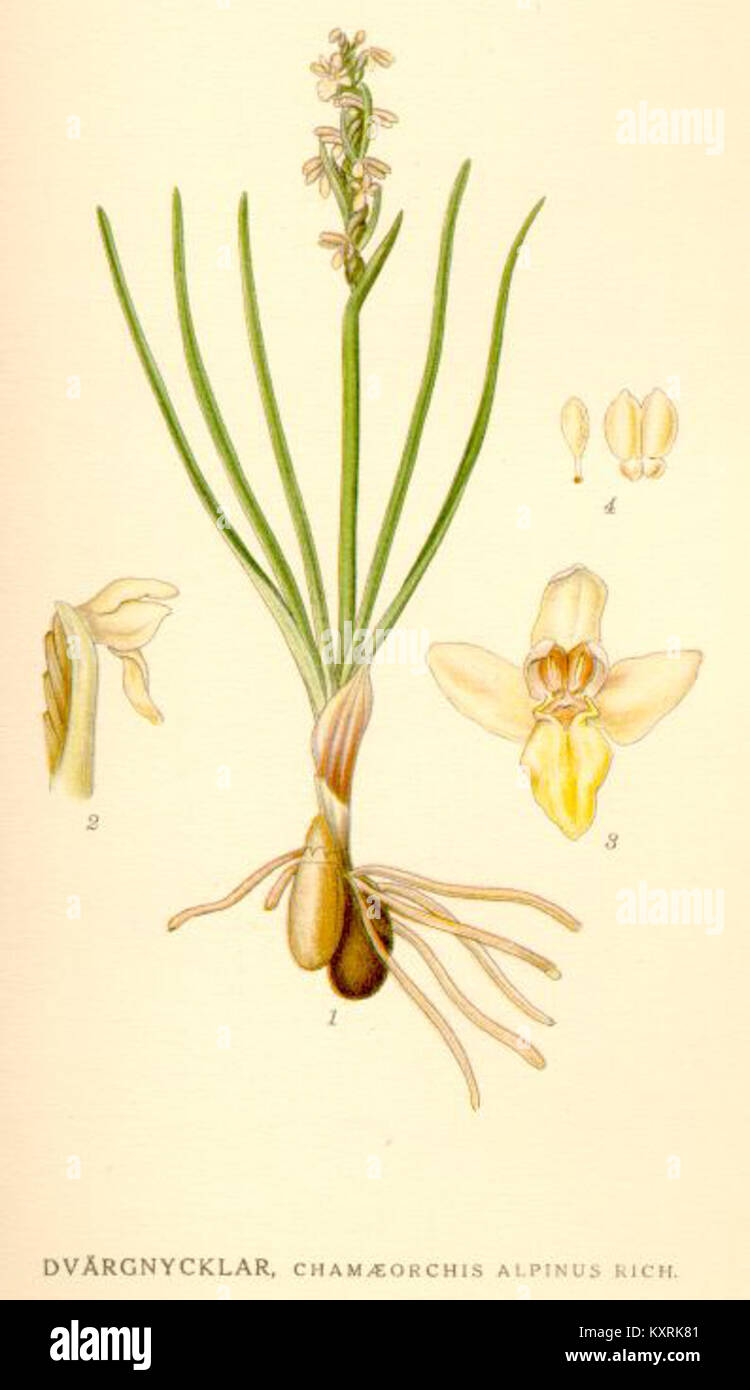 Chamæorchis alpinus, known as the alpine dwarf orchid, is a small ...