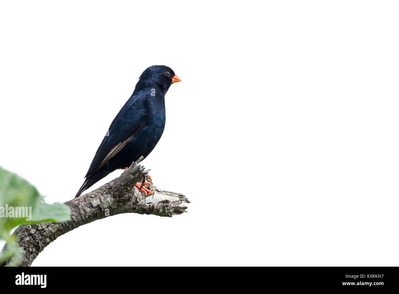 Purple indigobird hi-res stock photography and images - Alamy