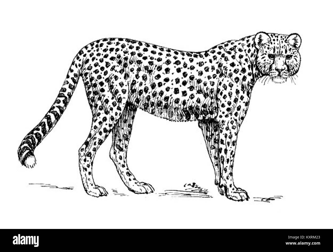 The cheetah is a large African feline known for its exceptional speed ...