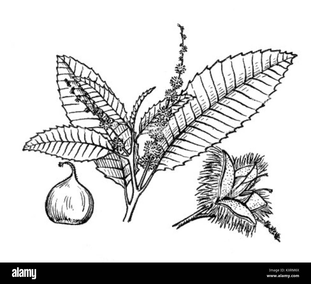 American chestnut tree hi-res stock photography and images - Alamy