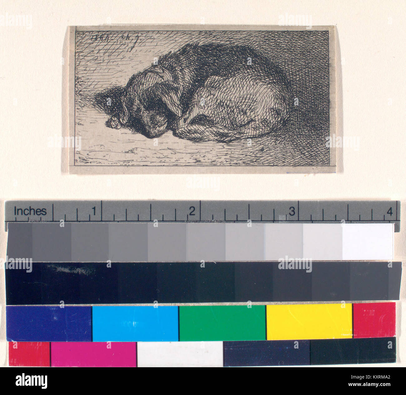 Collection dog breeds illustration hi-res stock photography and images ...