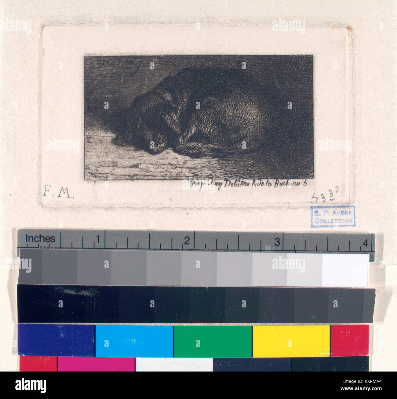 A black and white photograph of a reclining dog, preserved in the ...