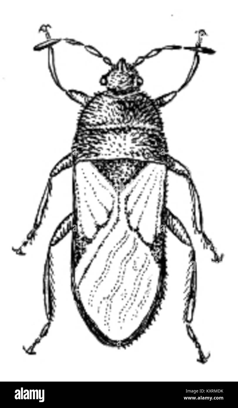 Chinch hi-res stock photography and images - Alamy