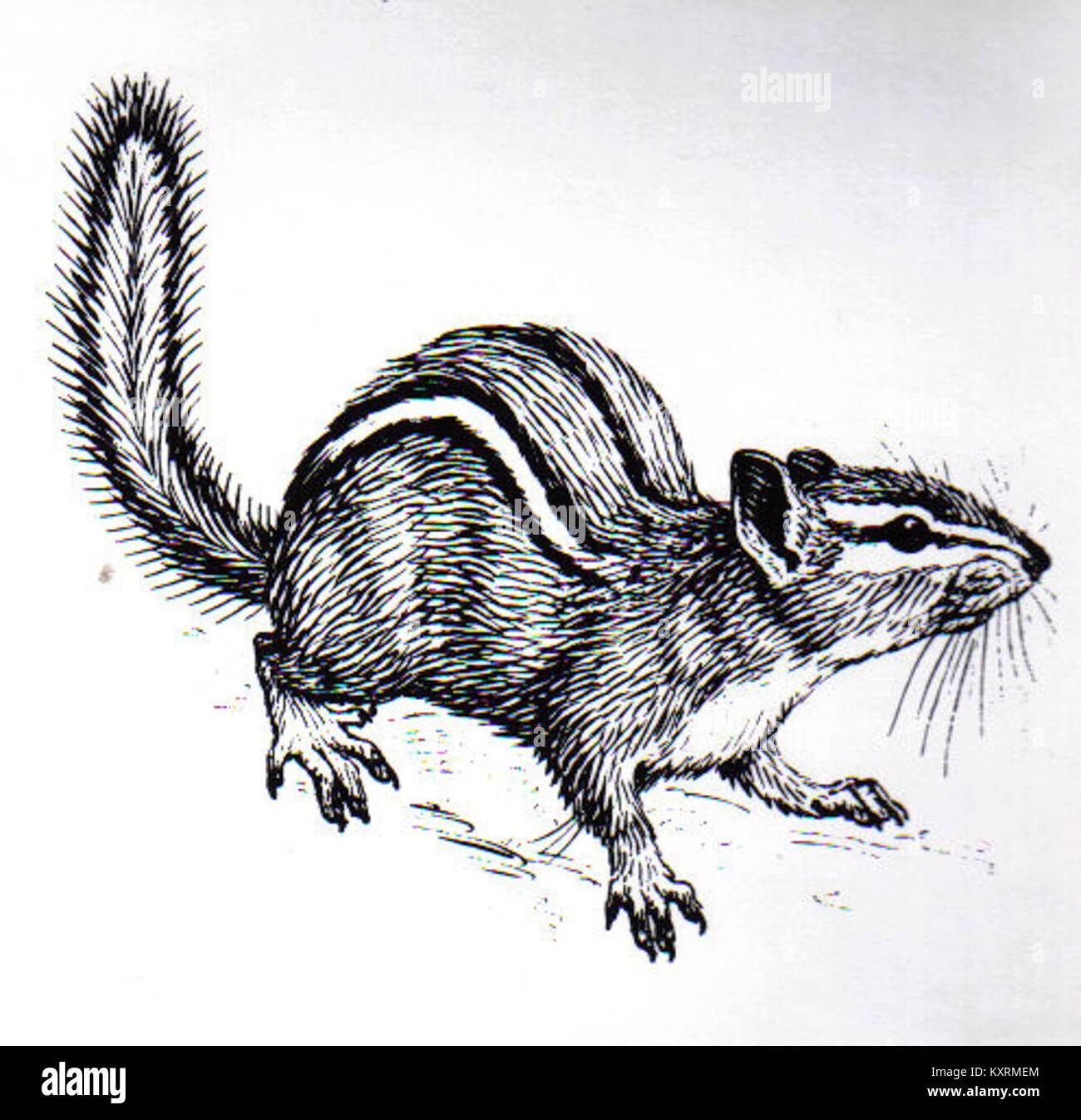 This image depicts a *chipmunk*, a small rodent native to North America ...