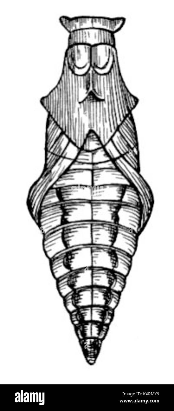 Chrysalis Black and White Stock Photos & Images - Alamy