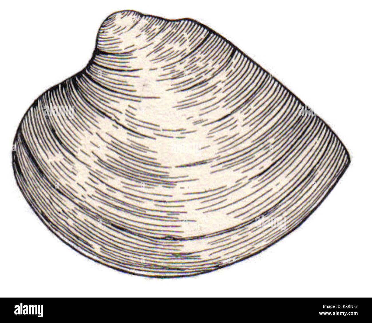 A representation of the Clam family crest, featuring heraldic designs ...