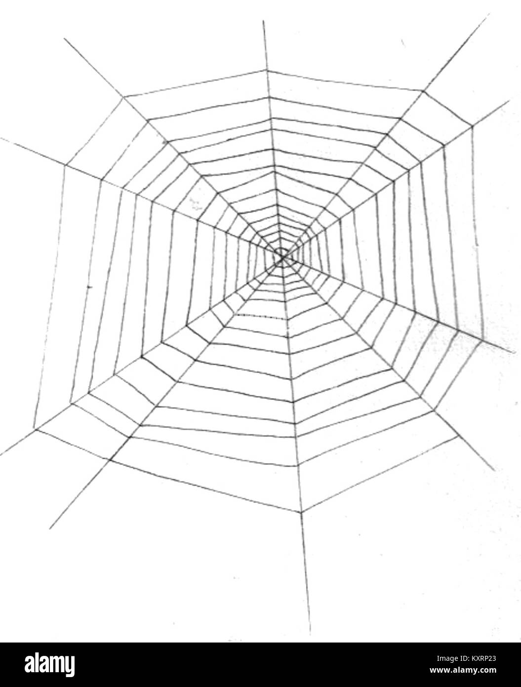 Organic form Black and White Stock Photos & Images - Alamy