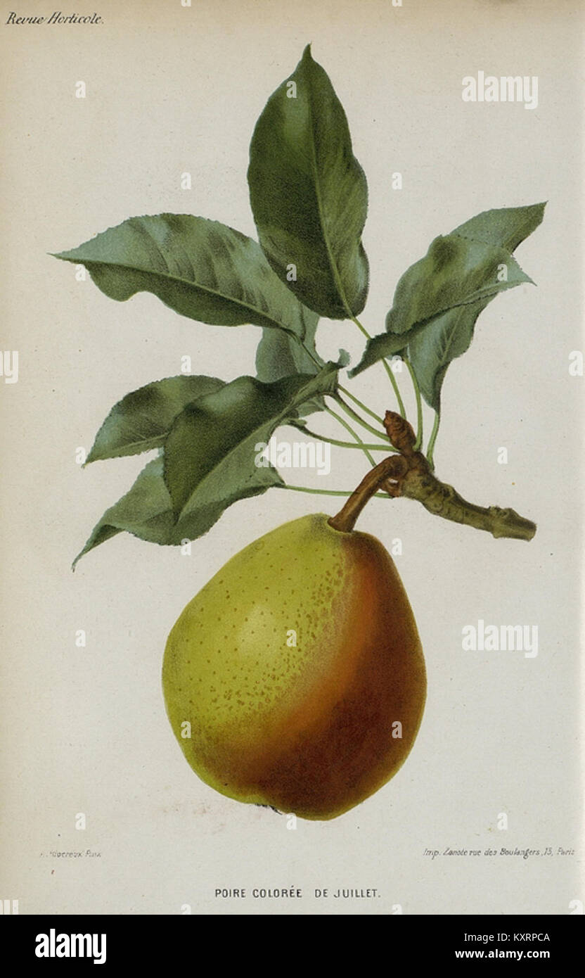 Snhf hi-res stock photography and images - Alamy