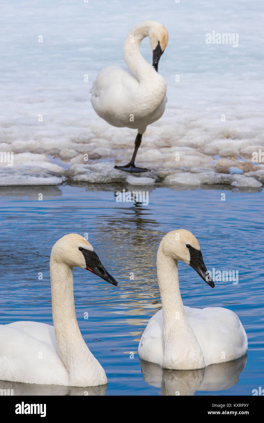 Trumpeter Swans (Cygnus buccinator) along edge of lake, Winter ...