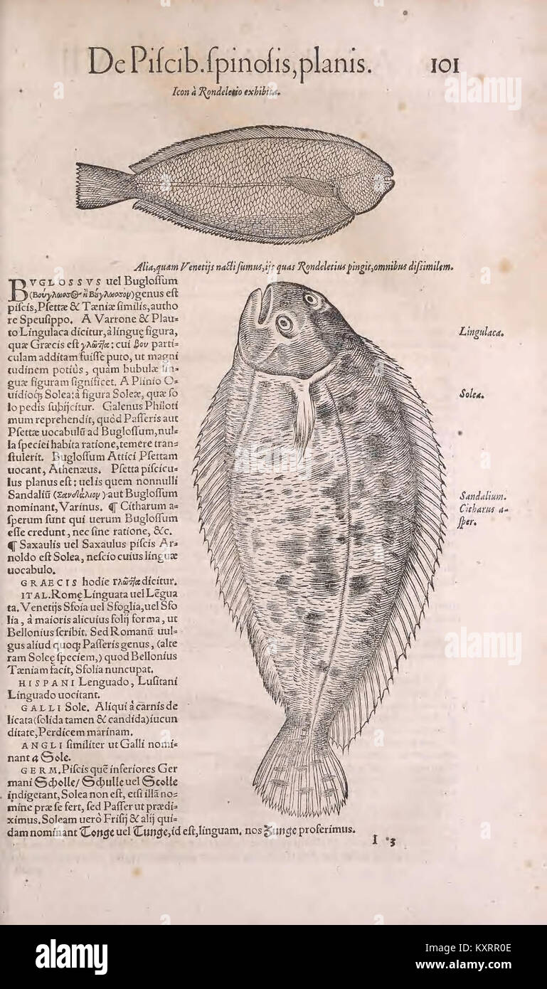 A page from Conrad Gesner's 'Historia Animalium,' a foundational work ...