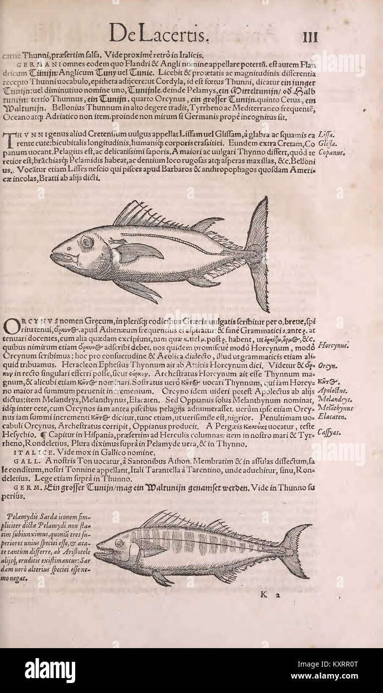 A scientific work by Conrad Gesner, 'Historia Animalium', Volume II ...