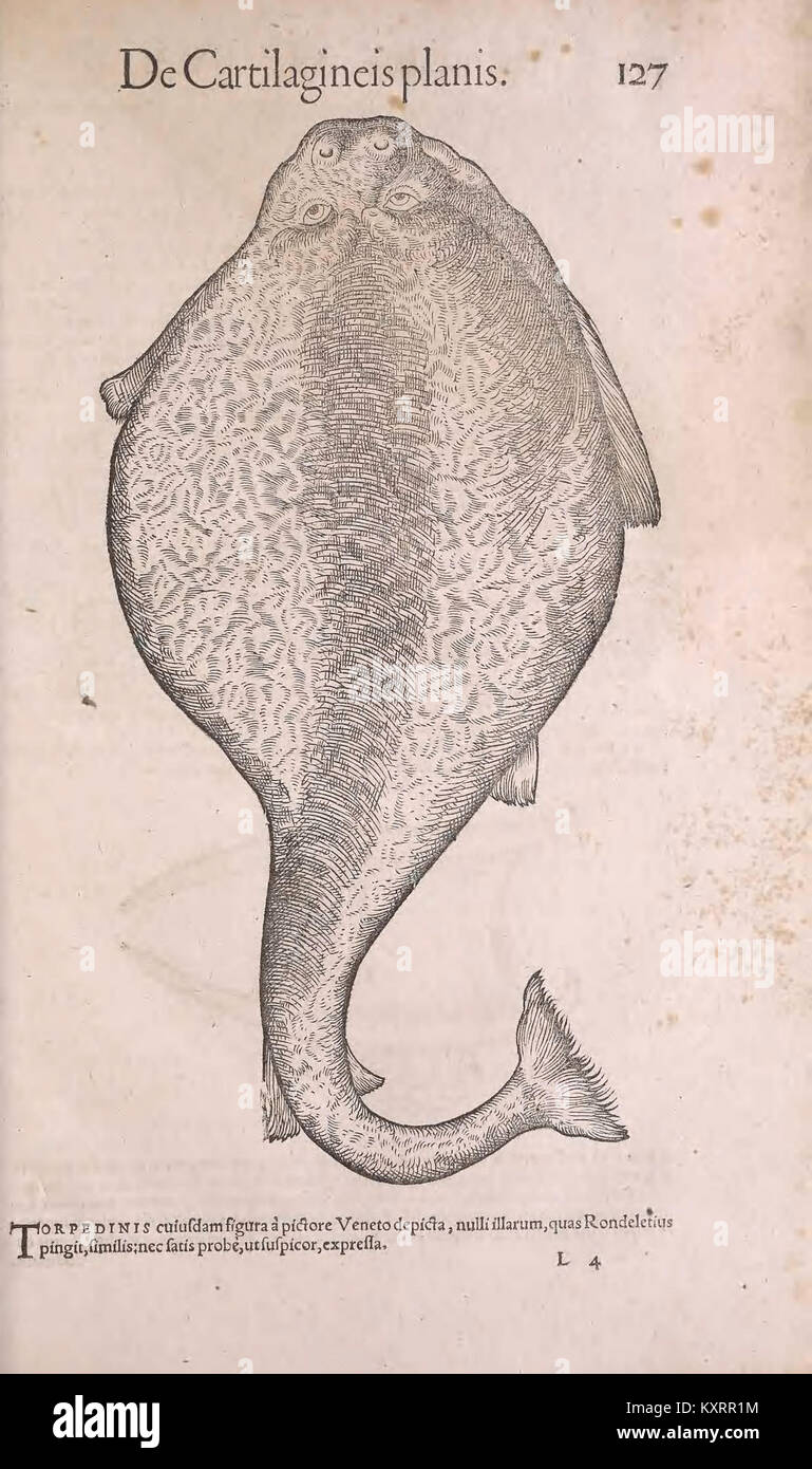 Conrad Gesner's 'Historia Animalium' (History of Animals), published in ...