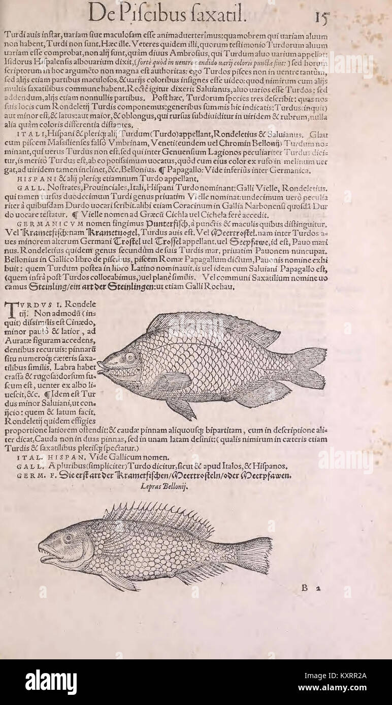 A page from Conrad Gesner’s 'Historia Animalium,' a foundational 16th ...