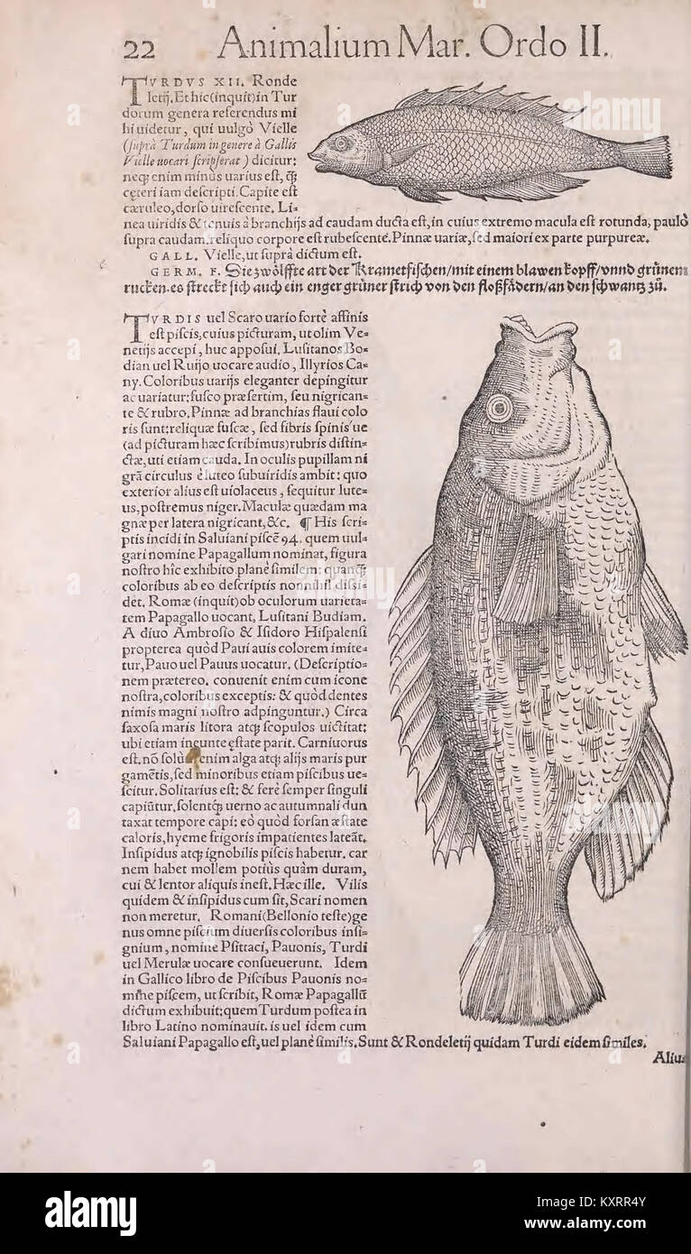 This historical text, written by Conrad Gesner, is part of his ...