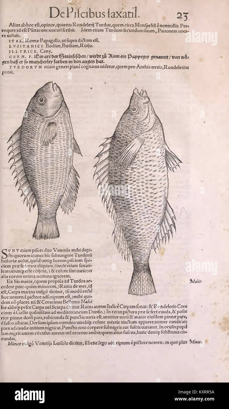 A page from Conrad Gesner's 'History of Animals,' a 16th-century ...