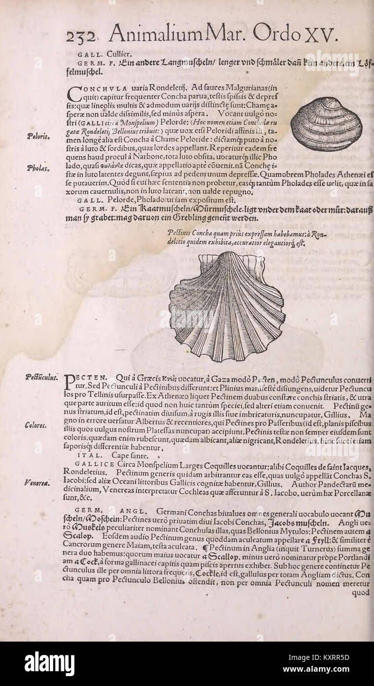 This page from Conrad Gesner's 'Historia Animalium', a seminal work in ...