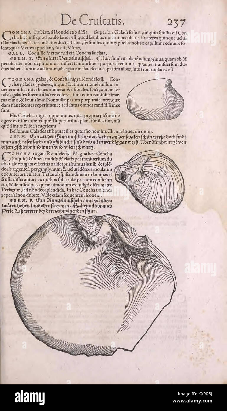 Conrad Gesner's 'Historia Animalium' Book II presents descriptions of ...
