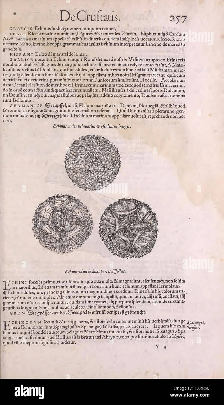 This image shows a page from Conrad Gesner's work on animal history, a ...