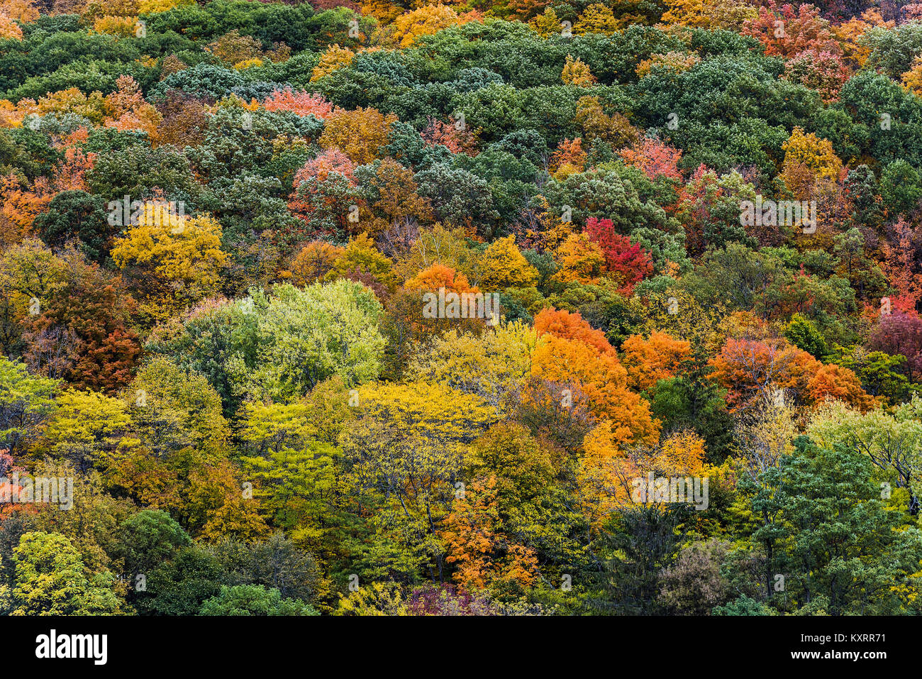 Autum forest trees, Whitehall, Vermont, USA Stock Photo - Alamy