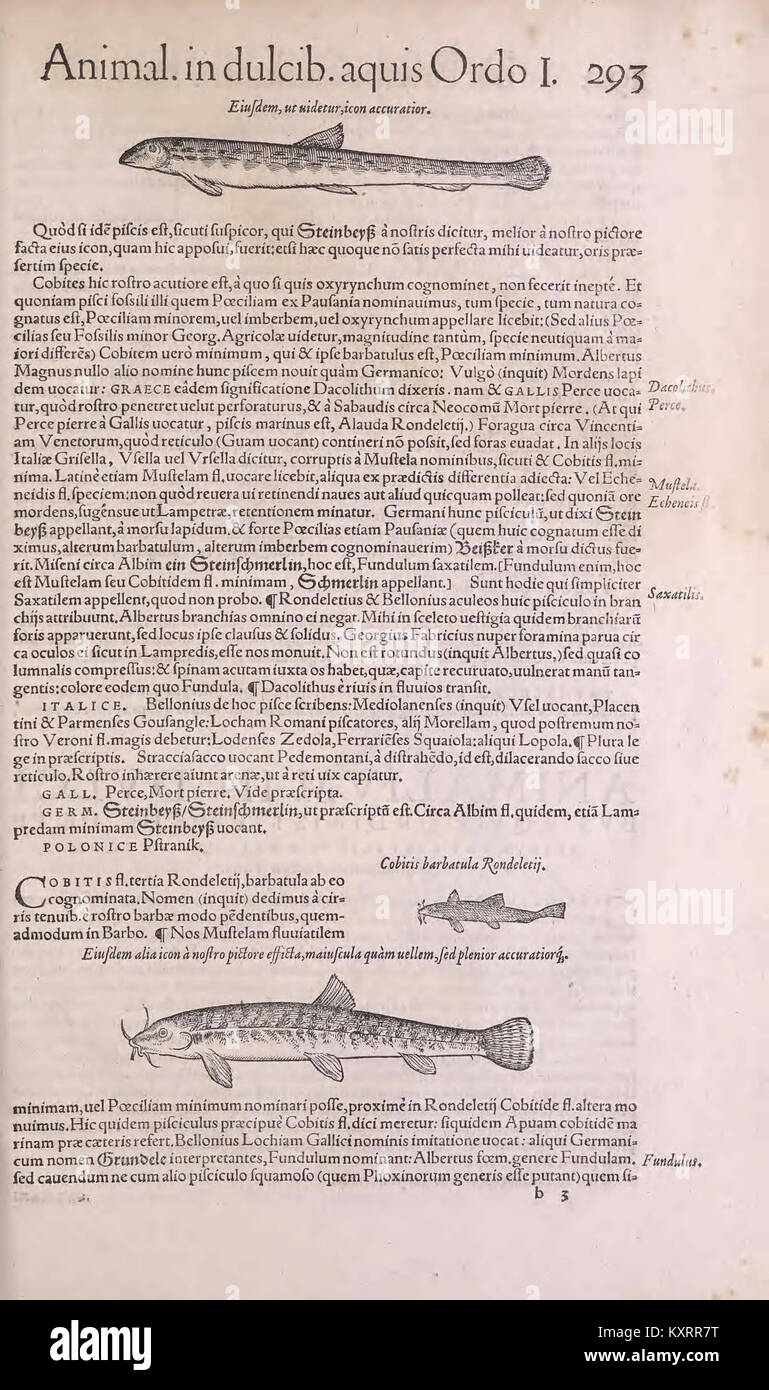 This is a page from 'Historia Animalium' by Conrad Gesner, a ...