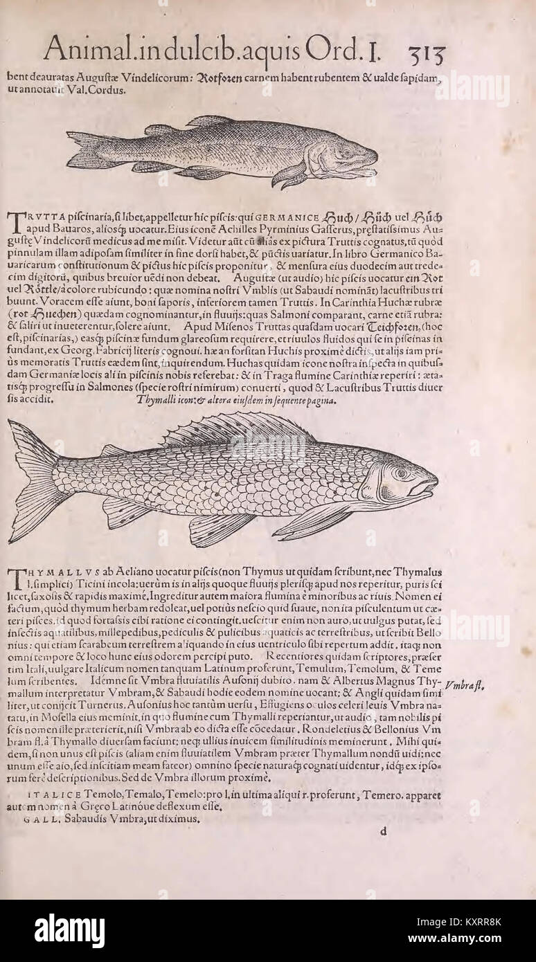 Conrad Gesner’s work 'Historiæ Animalium,' published in the 16th ...