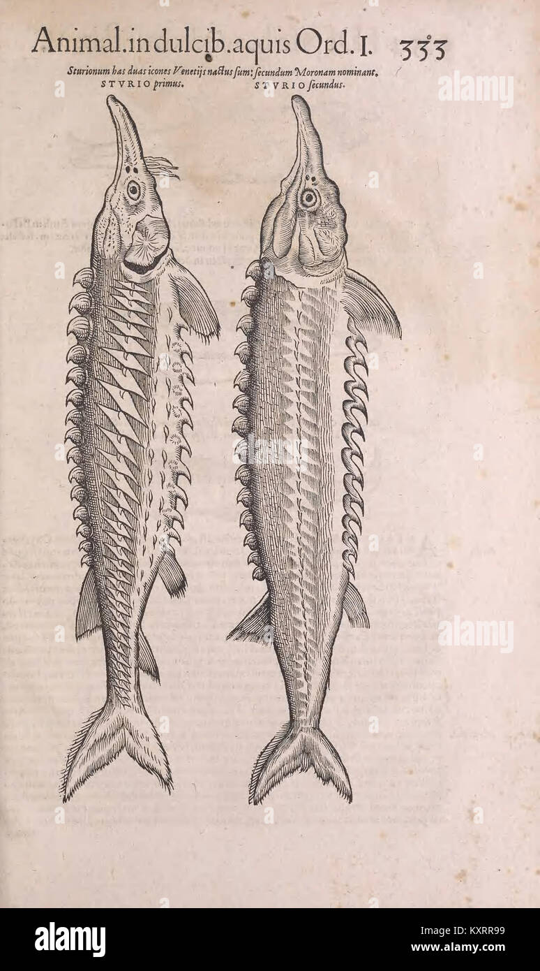 A page from 'Historia animalium' by Conrad Gesner, a prominent Swiss ...