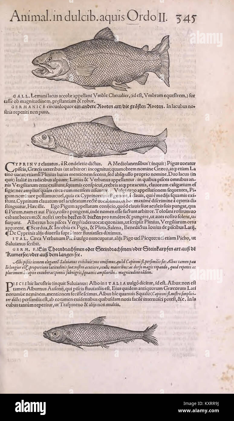 A historical page from Conrad Gesner's work on animals, detailing the ...