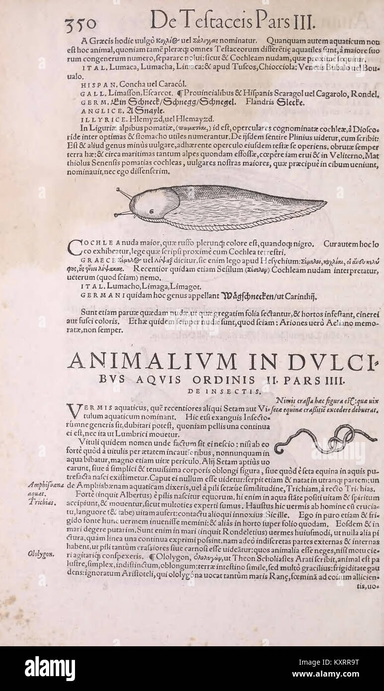 A page from Conrad Gesner's 16th-century 'History of Animals,' authored ...