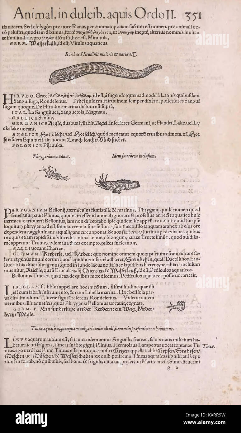 A page from Conrad Gesner's 'Historia Animalium,' volume II, an important 16th-century work on ...